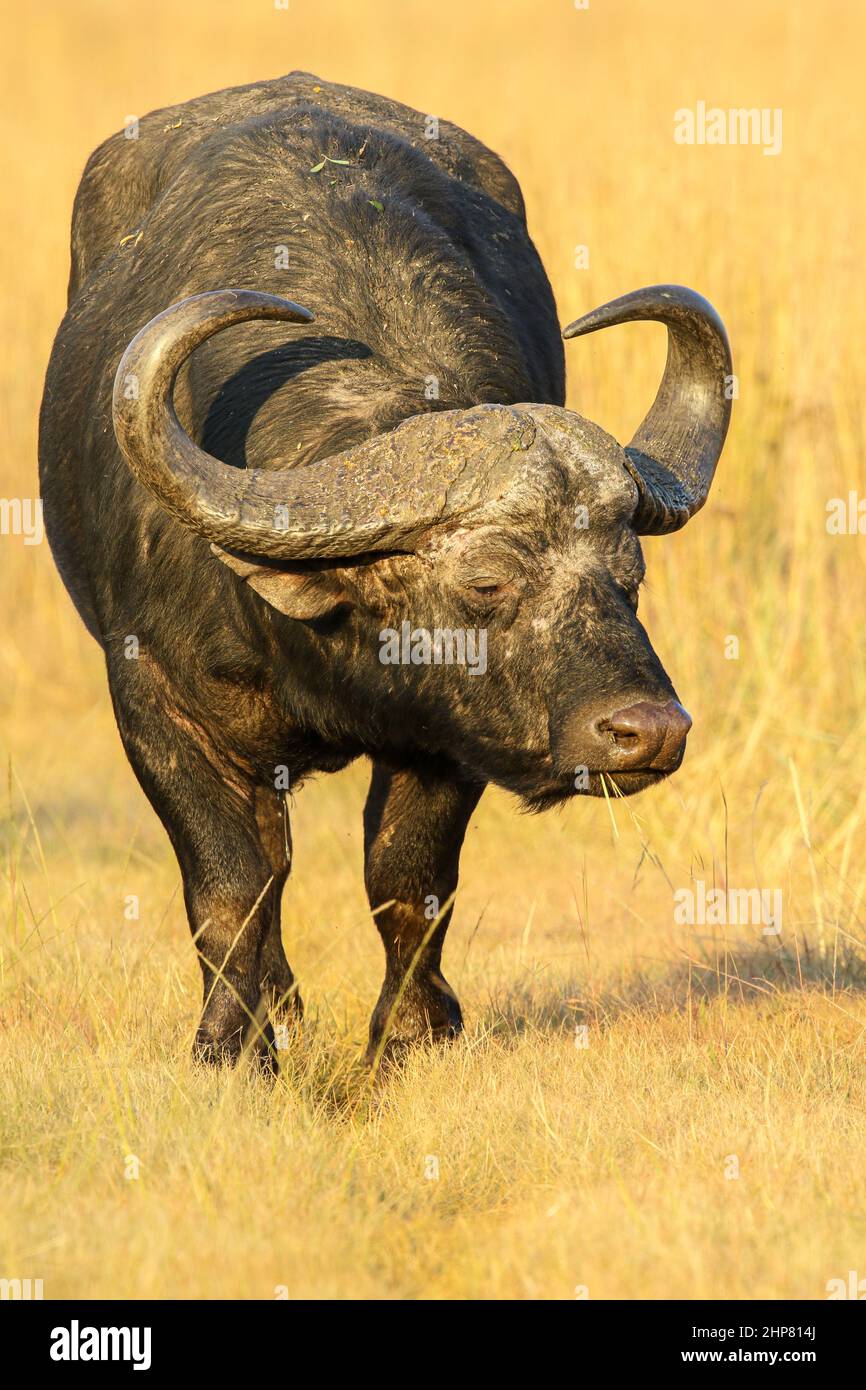 African buffalo bull hi-res stock photography and images - Alamy