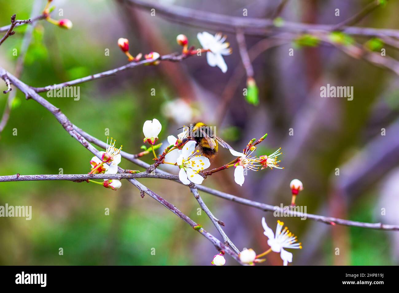 bumblebee collects pollen from the white flowers of a blooming fruit ...