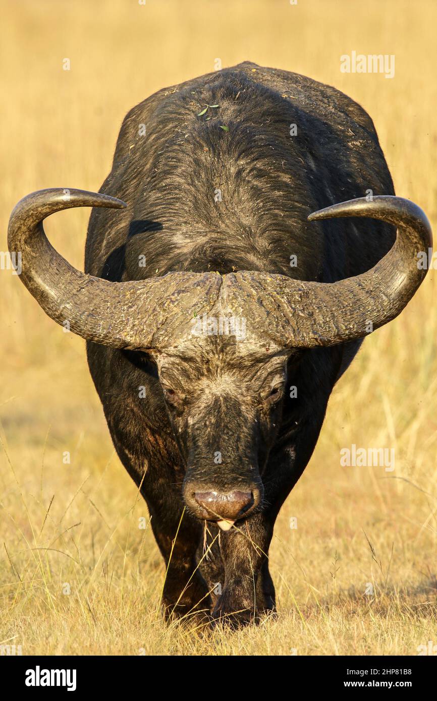 African Buffalo Bull, South Africa Stock Photo - Alamy