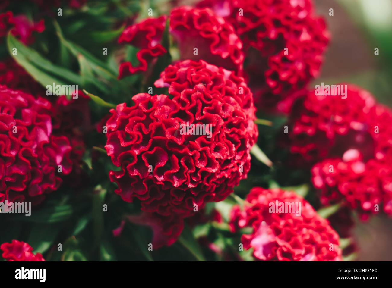 Real beauty nature background. Celosia argentea cristata cockscomb ...