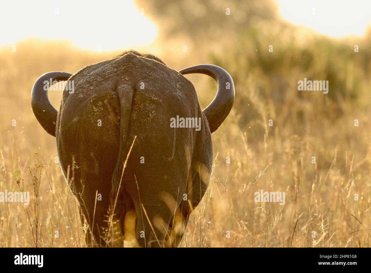 African Buffalo Bull, South Africa Stock Photo - Alamy