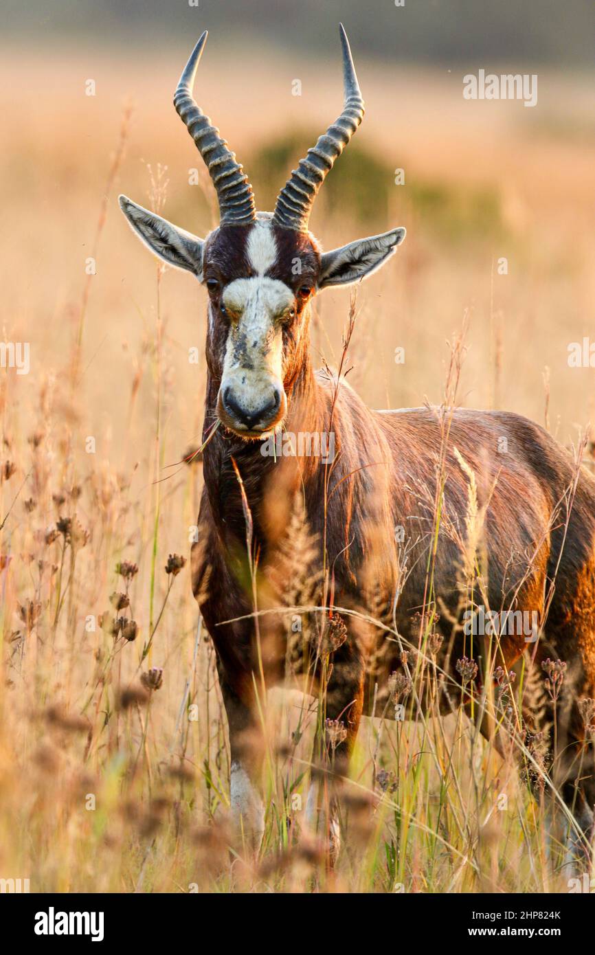 Blesbok Ram, South Africa Stock Photo - Alamy