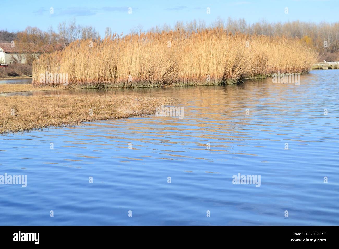 Riverweed and reed on the shore of Danube in Serbia Stock Photo - Alamy