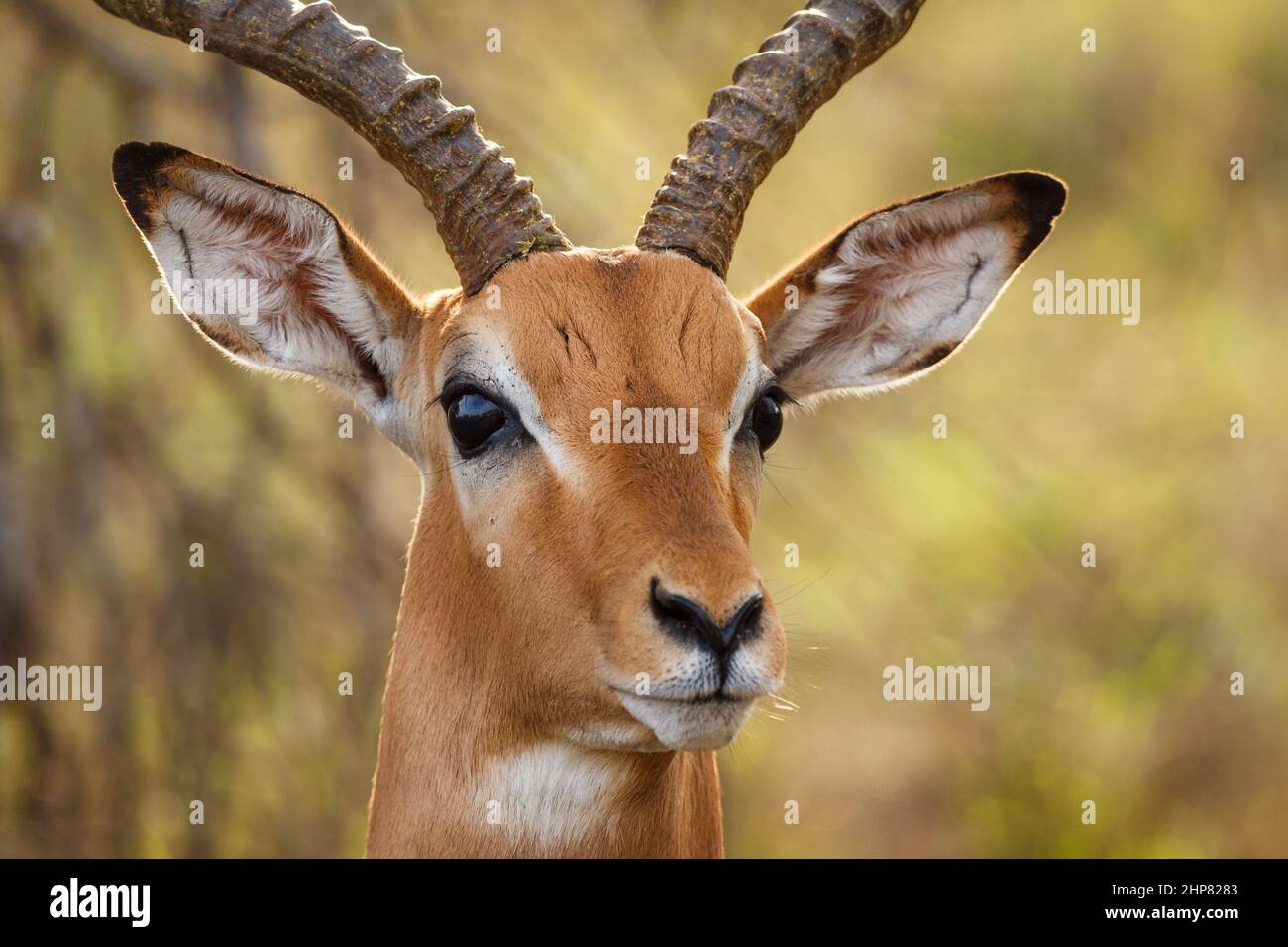 Portrait of male Impala, Aepyceros melampus, Orpen District, Kruger ...