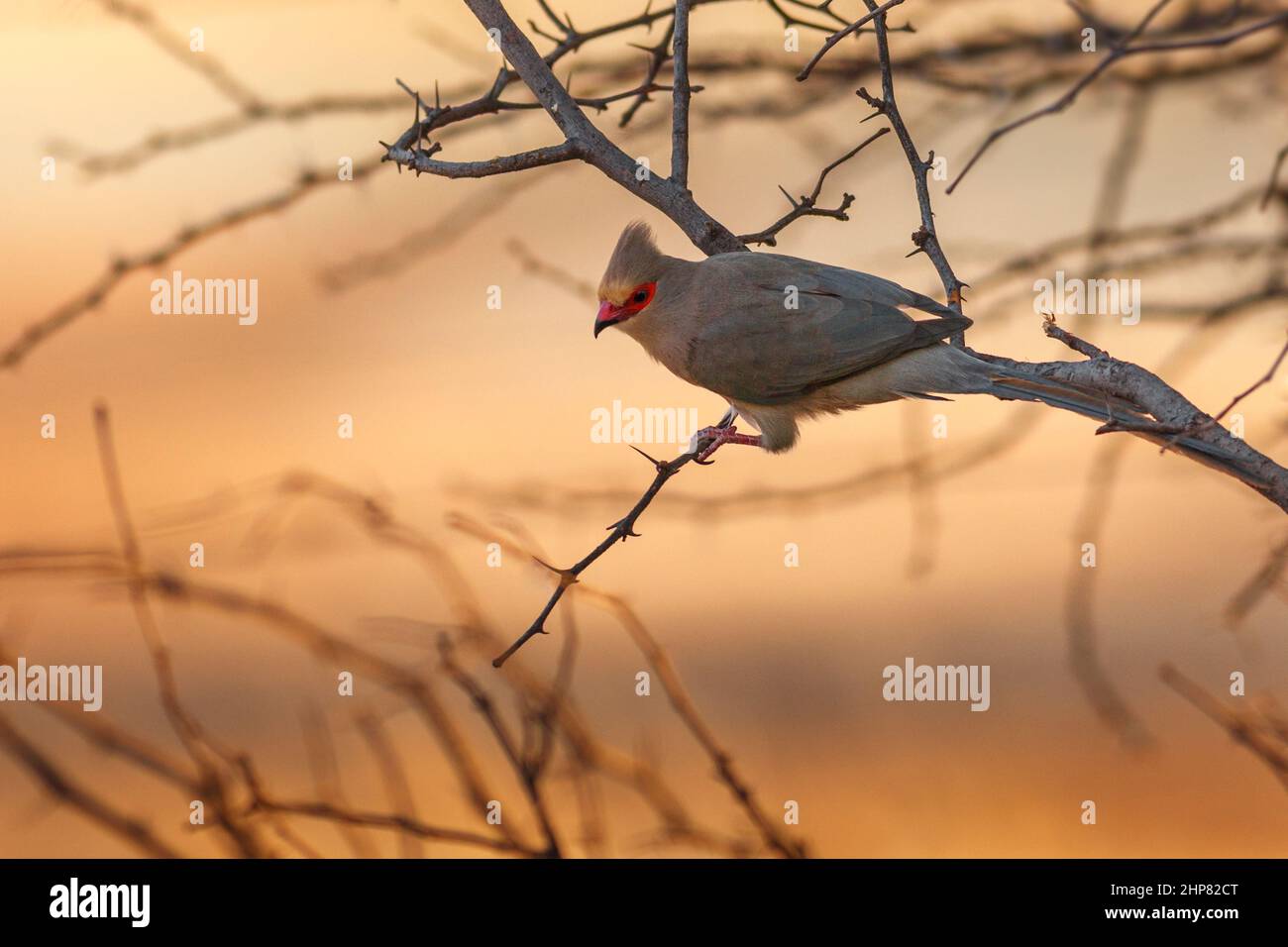 Red-faced Mousebird, Urocolius indicus, perched in Buffalo-Thorn Jujube ...