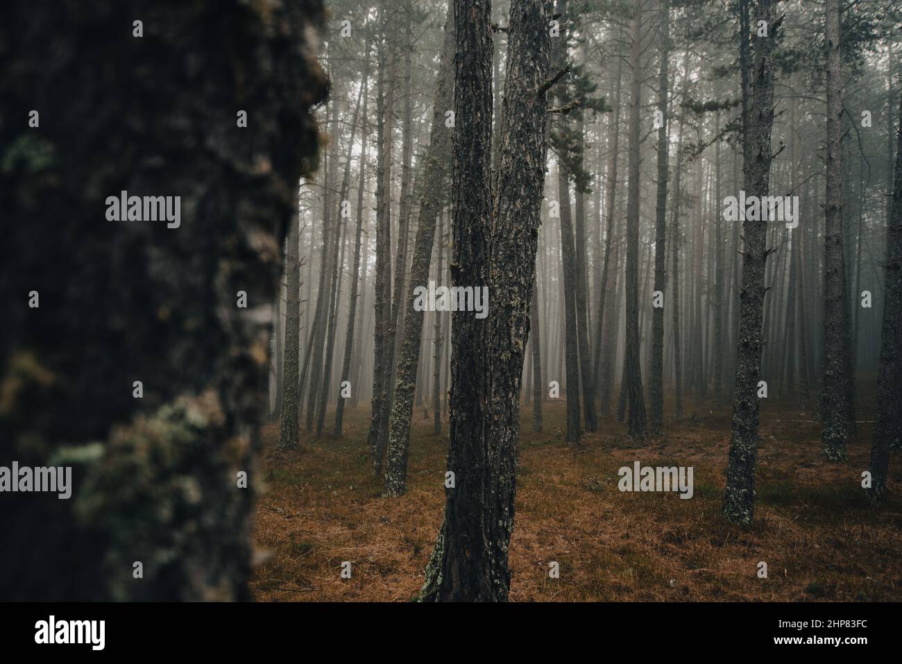 Day with a lot of fog in the forest in the Pyrenees Stock Photo - Alamy