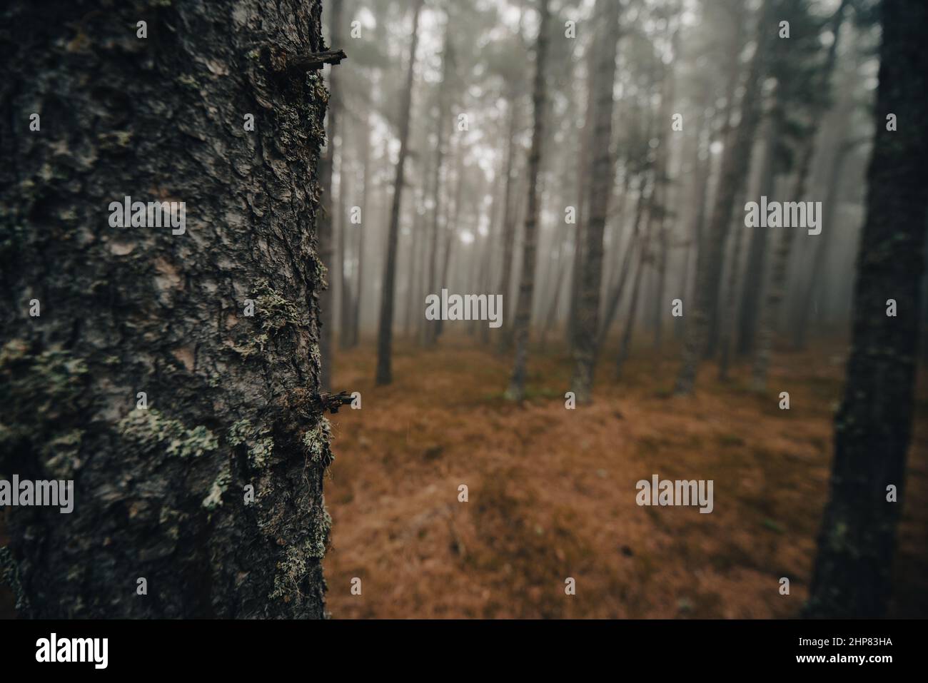 Day with a lot of fog in the forest in the Pyrenees Stock Photo - Alamy