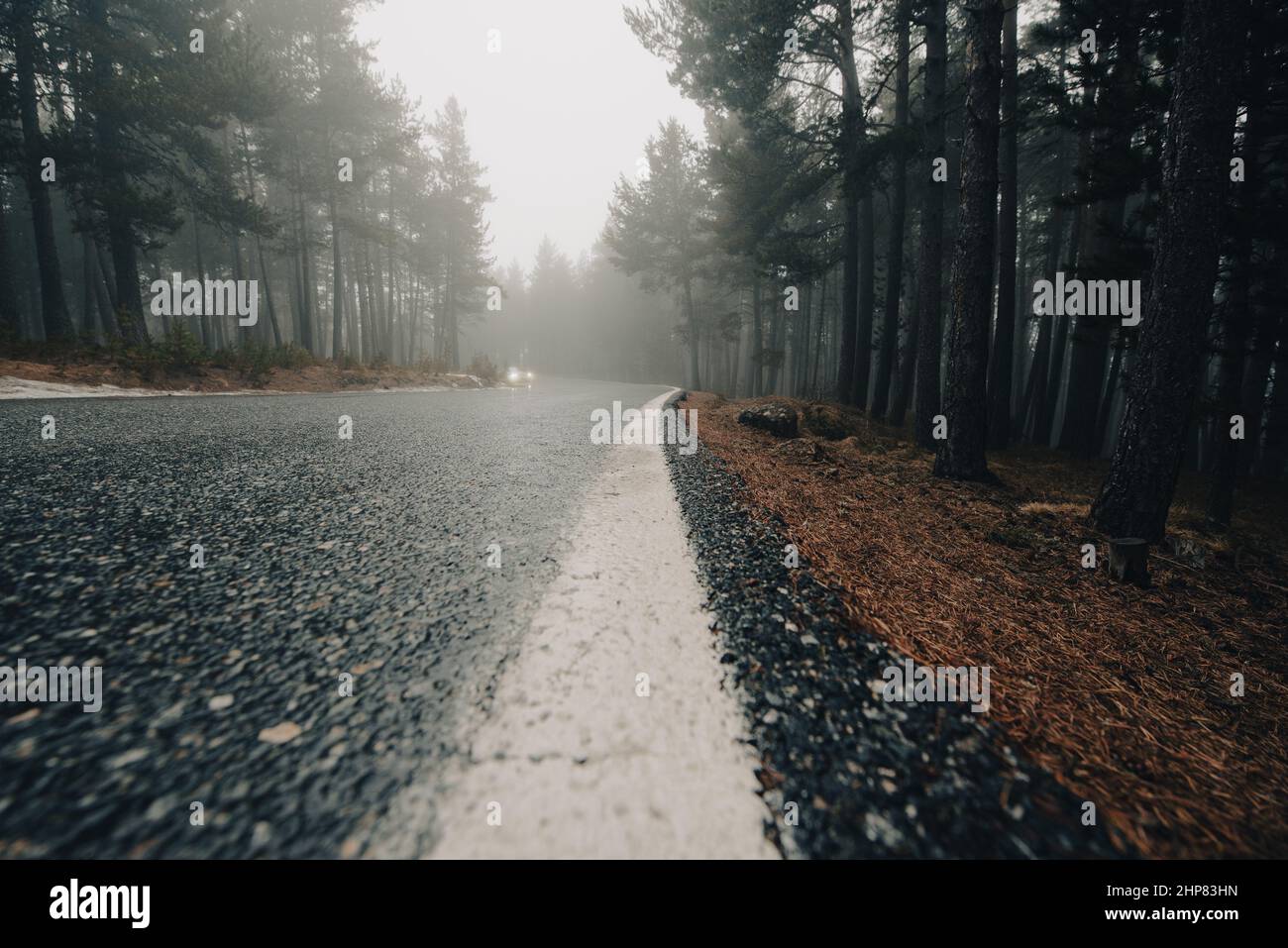 Day with a lot of fog in the forest in the Pyrenees Stock Photo - Alamy