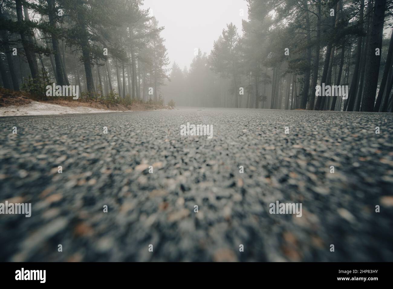 Day with a lot of fog in the forest in the Pyrenees Stock Photo - Alamy