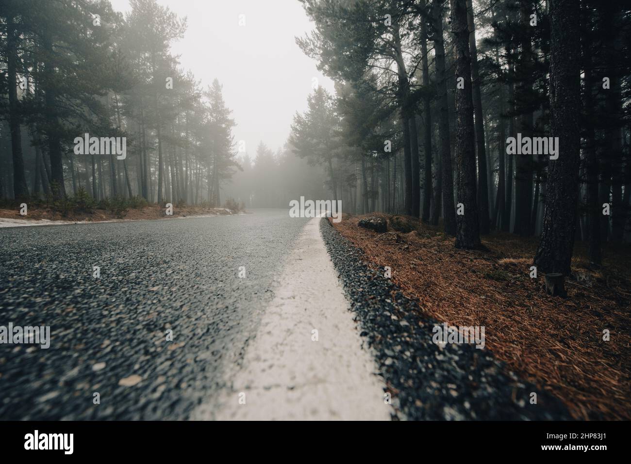 Day with a lot of fog in the forest in the Pyrenees Stock Photo - Alamy