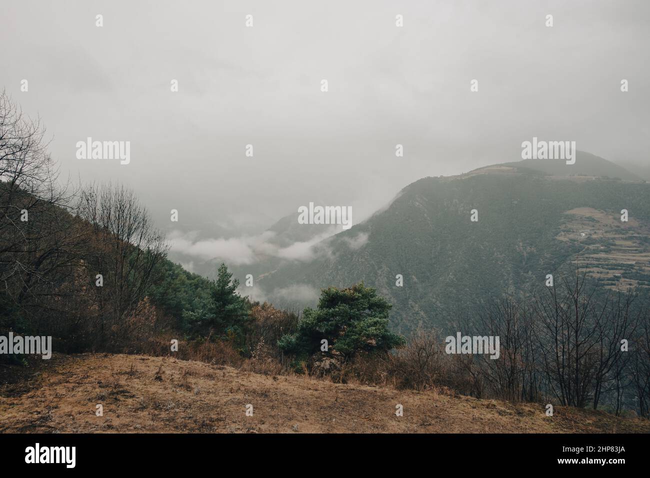 Day with a lot of fog in the forest in the Pyrenees Stock Photo - Alamy