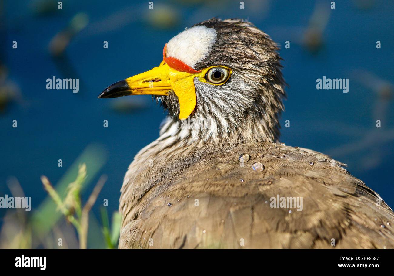 African Wattled Lapwing, South Africa Stock Photo - Alamy