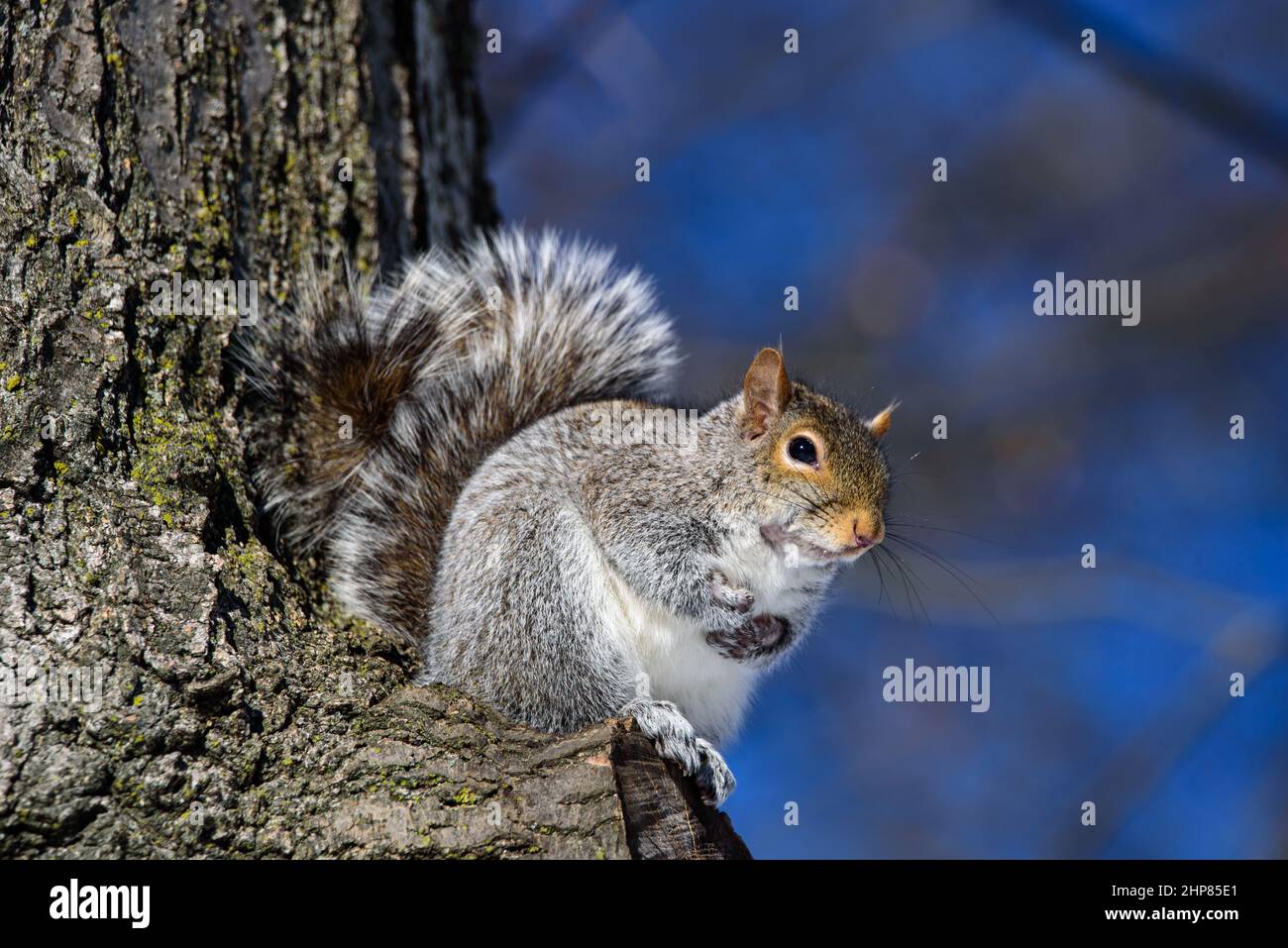 Eastern grey squirrel up in a tree Stock Photo - Alamy
