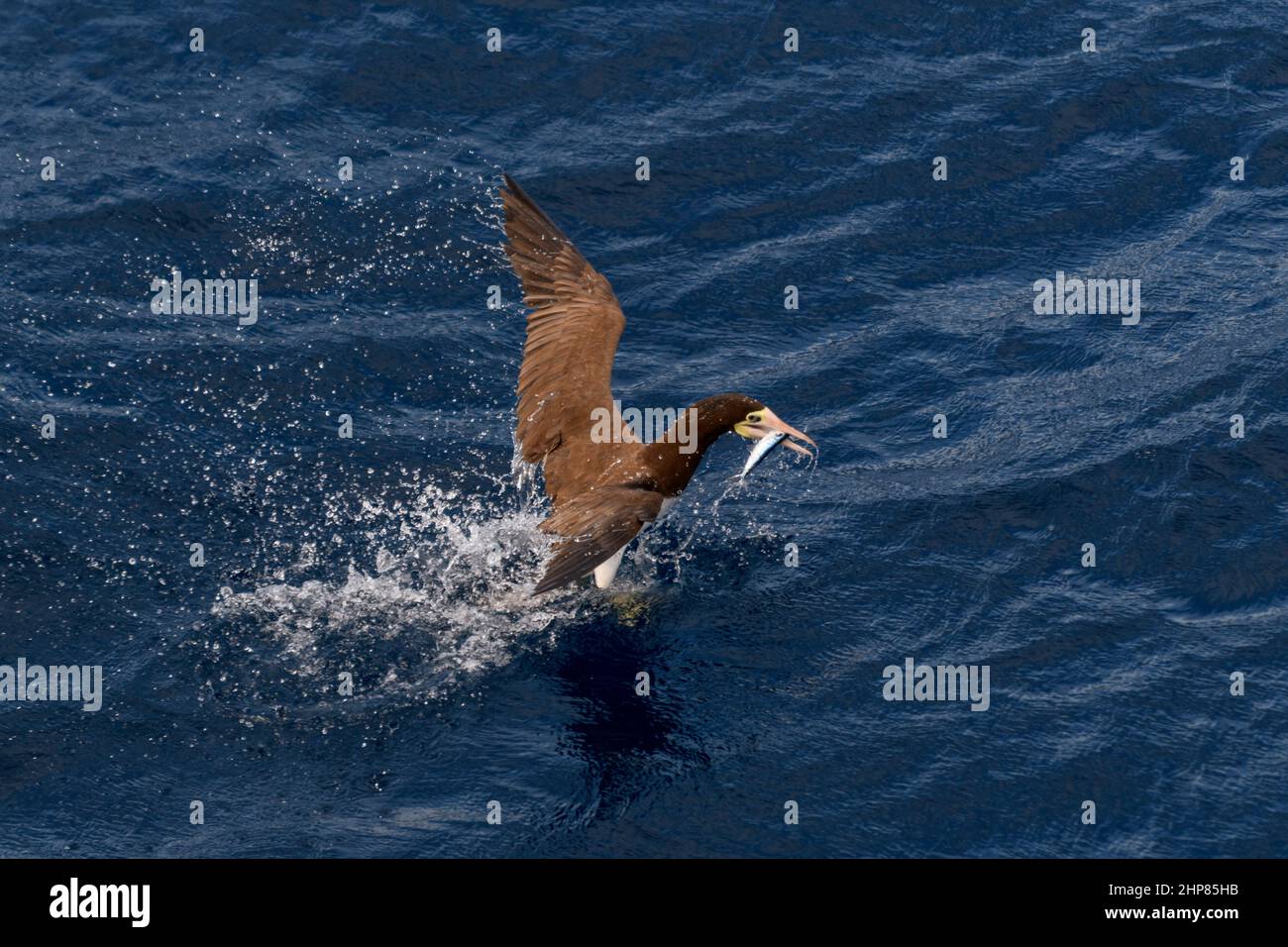 Flyingfish hi-res stock photography and images - Alamy