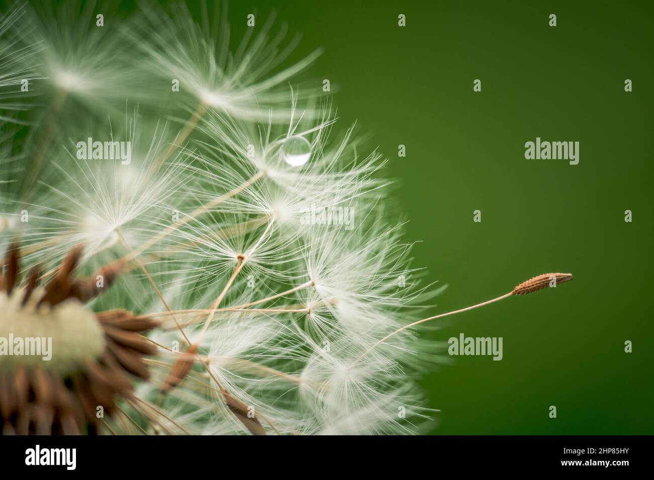 Macro shot of a dandelion with seeds on green background Stock Photo ...