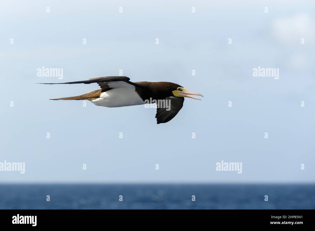 Flying gannet - large seabird with mainly white plumage Stock Photo - Alamy