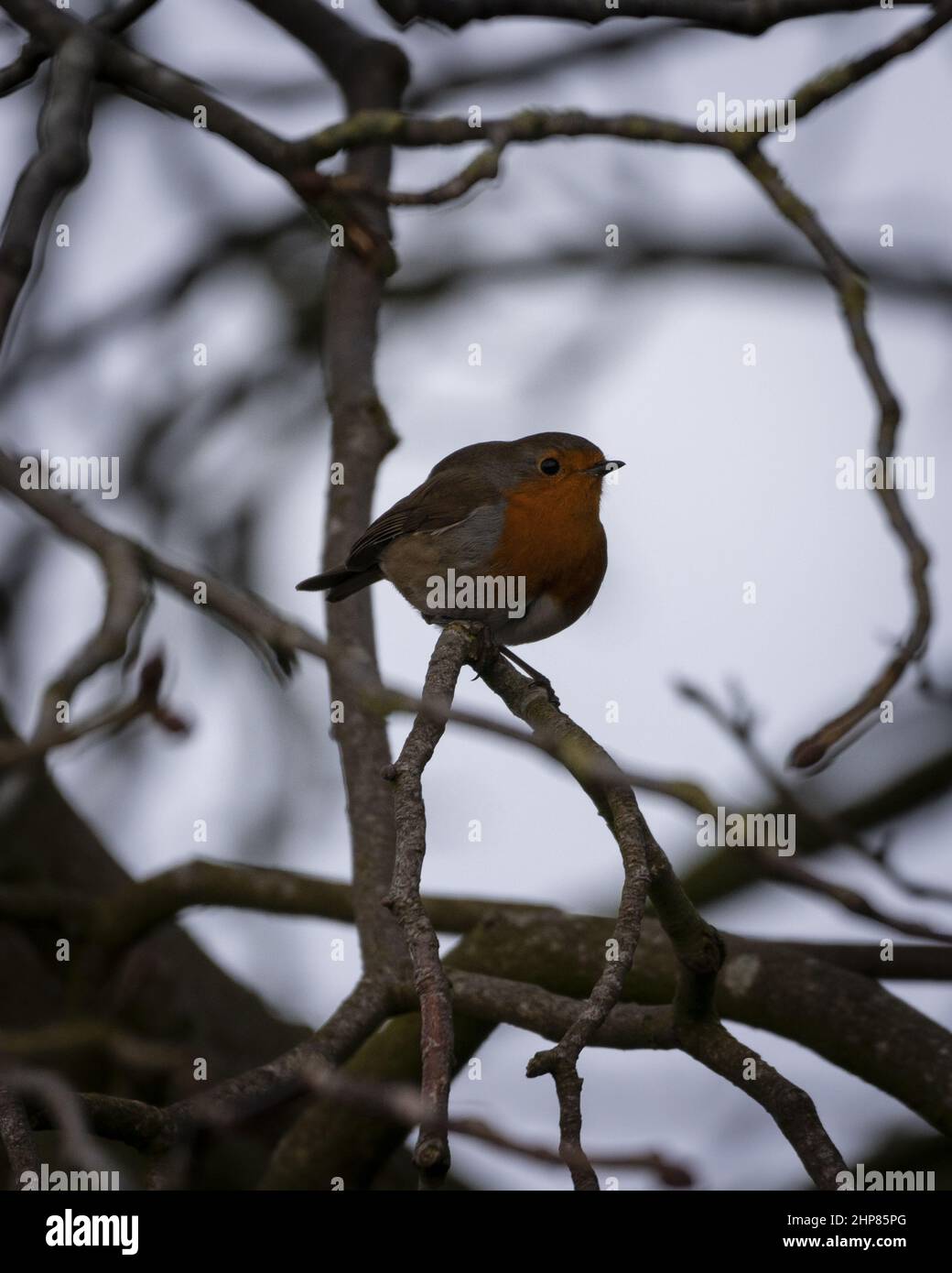 Selective of a Erithacus bird on a branch Stock Photo - Alamy