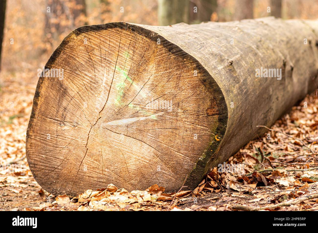 Closeup of a big tree trunk on the ground Stock Photo - Alamy