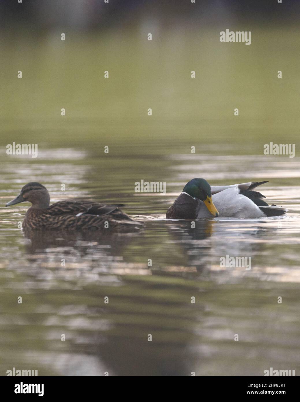 Vertical shot of male and female mallard ducks swimming on the pond ...