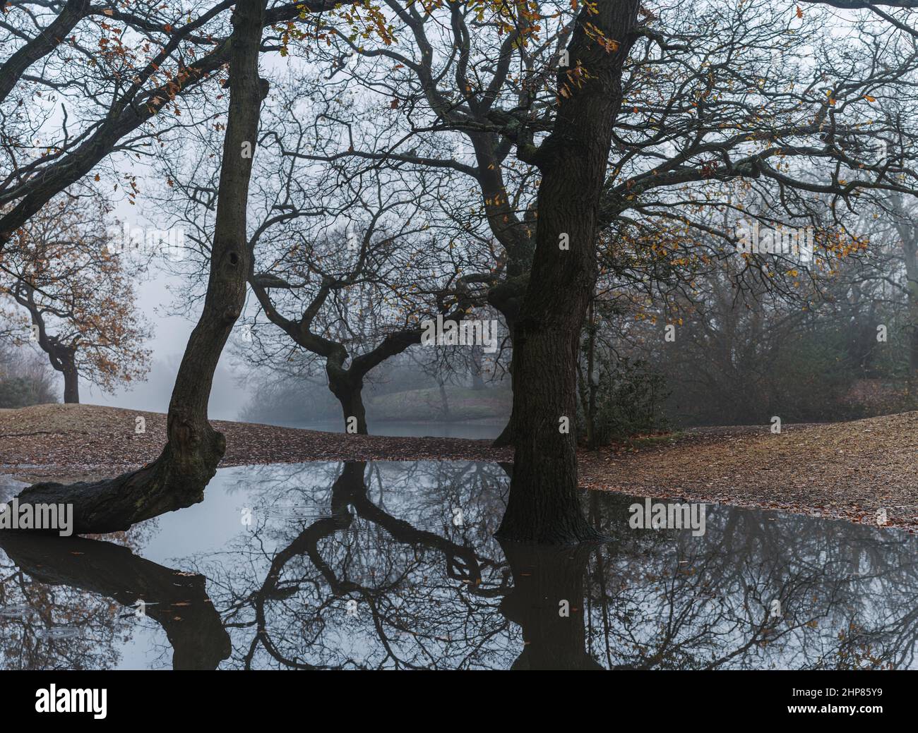 Beautiful view of a misty weather in Epping Forest in London Stock ...