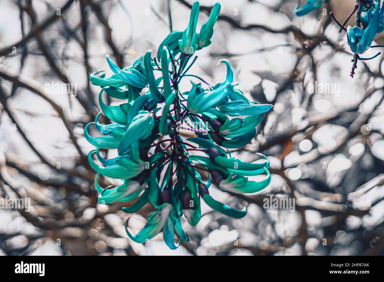 Real beauty nature background. Strongylodon macrobotrys, emerald ...