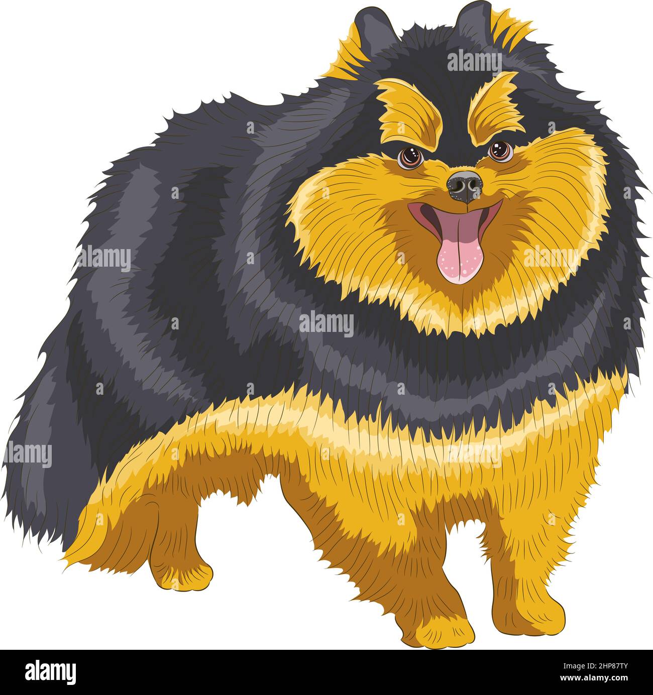 Pomeranian breed dog isolated on white background. Vector illustration ...