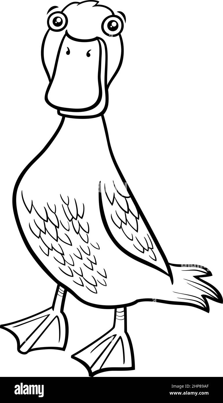 Farm duck cartoon coloring book hi-res stock photography and images - Alamy