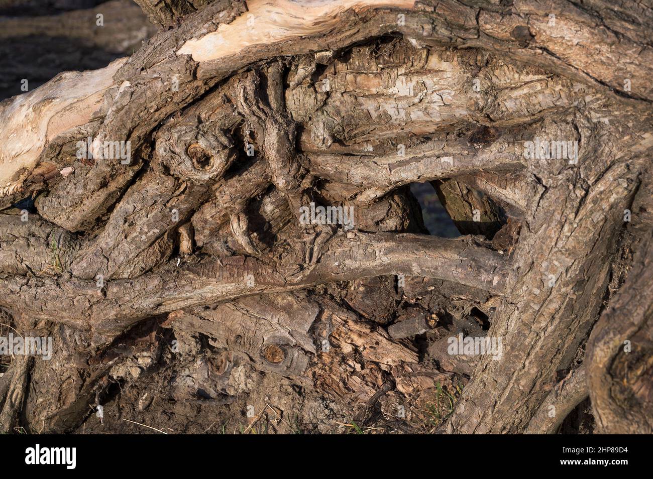 Large tree exposed roots hi-res stock photography and images - Alamy