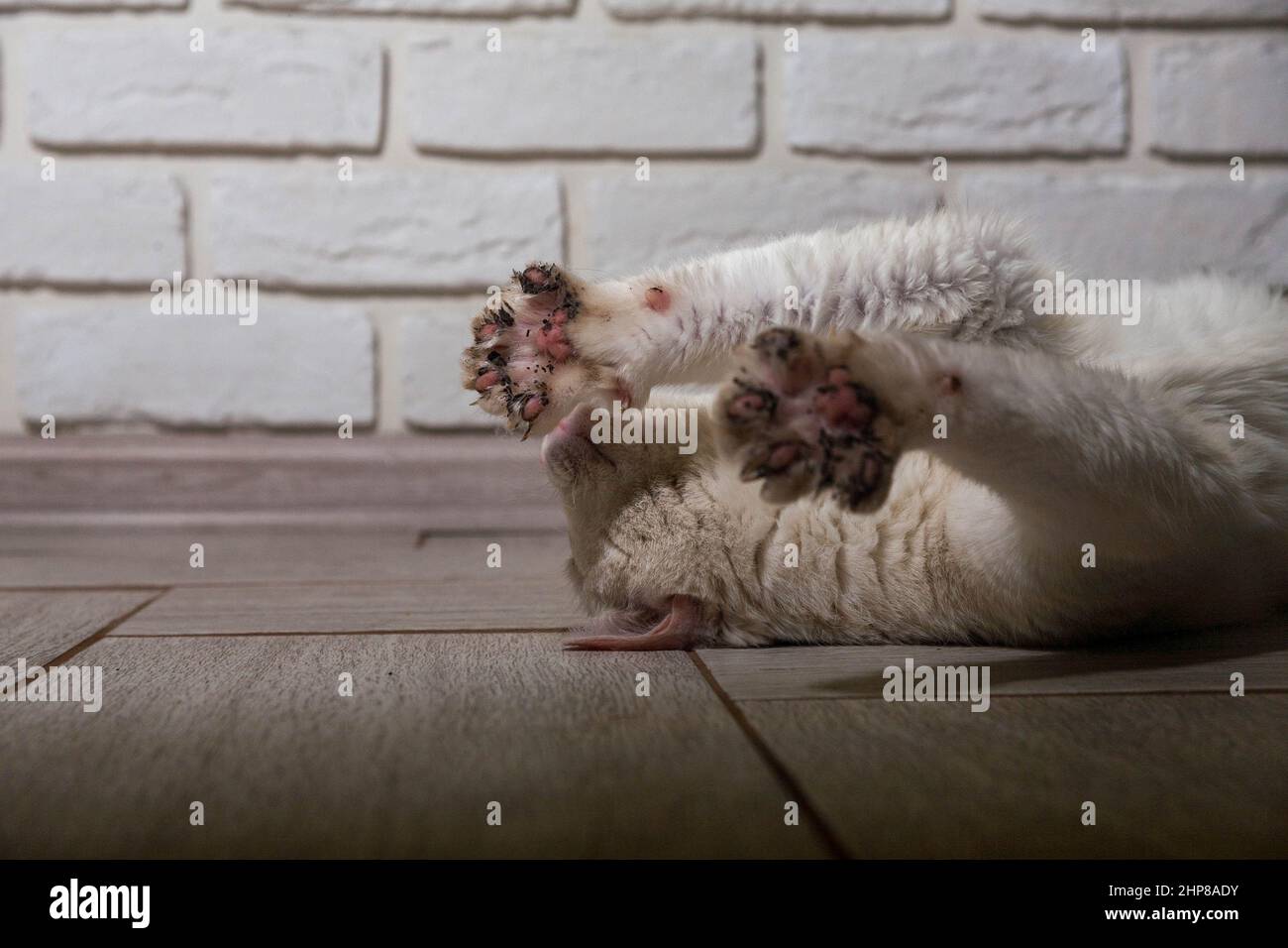 portrait of a cat with stripes laying on a ground, close-up, selective ...