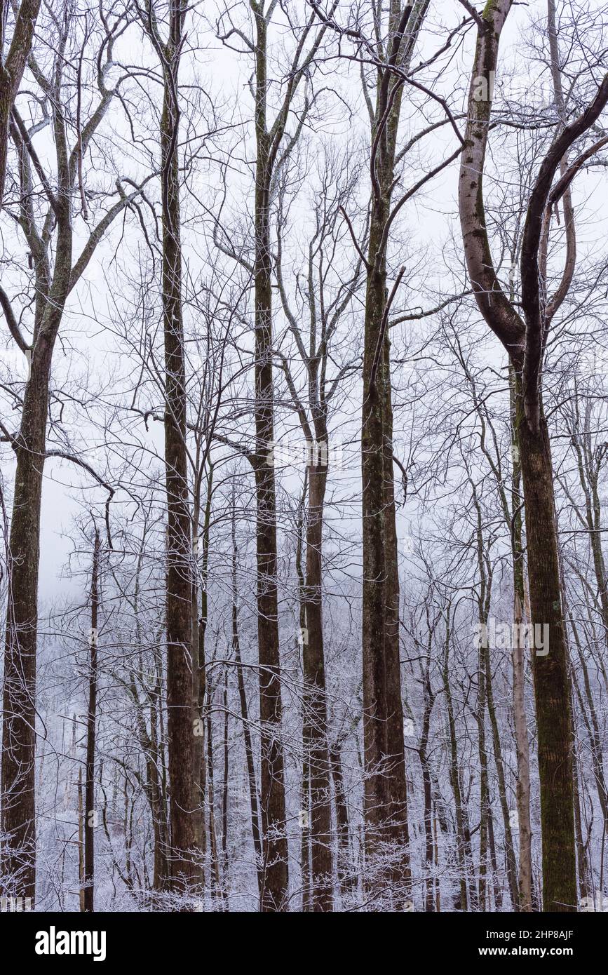 Majestic views of an Icy forest wonderland of hoarfrost in the Great ...