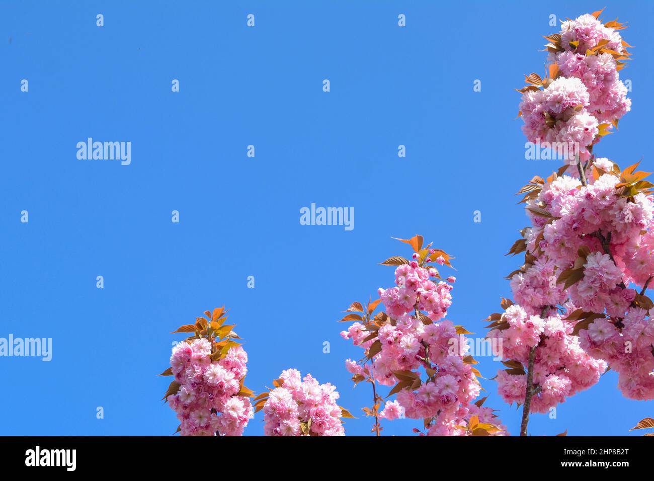 Spring pink cherry blossoms flowers Stock Photo - Alamy