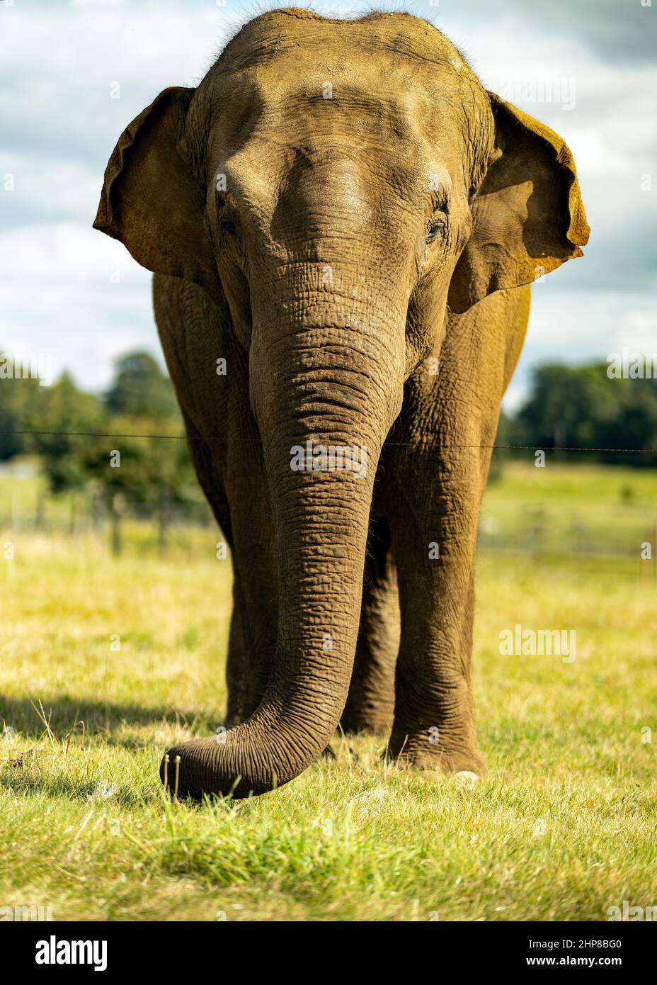 Vertical shot of an elephant in the zoo Stock Photo - Alamy