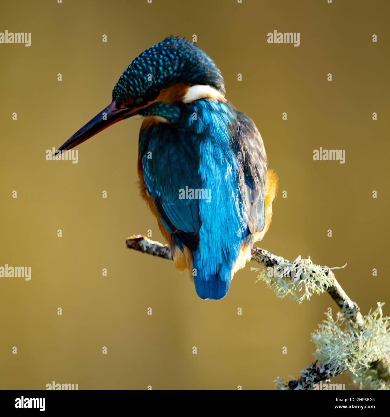 Closeup of a king fisher bird perched on a branch Stock Photo - Alamy