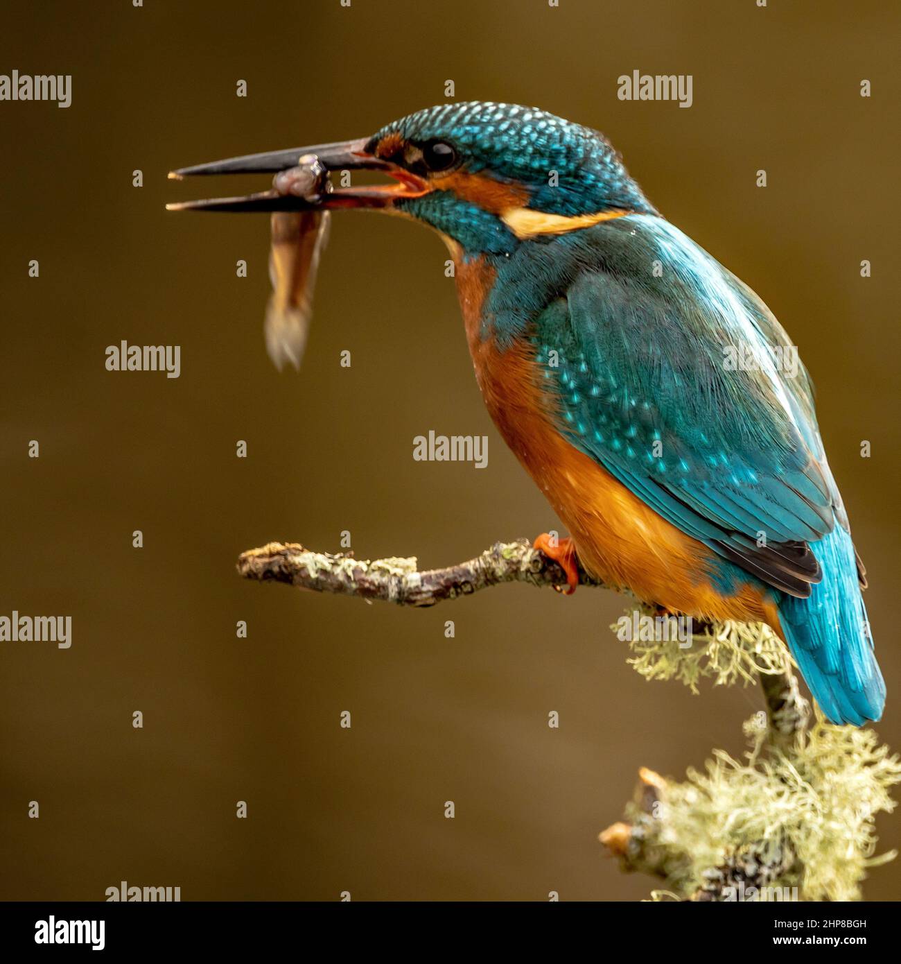 Fisher bird hi-res stock photography and images - Alamy