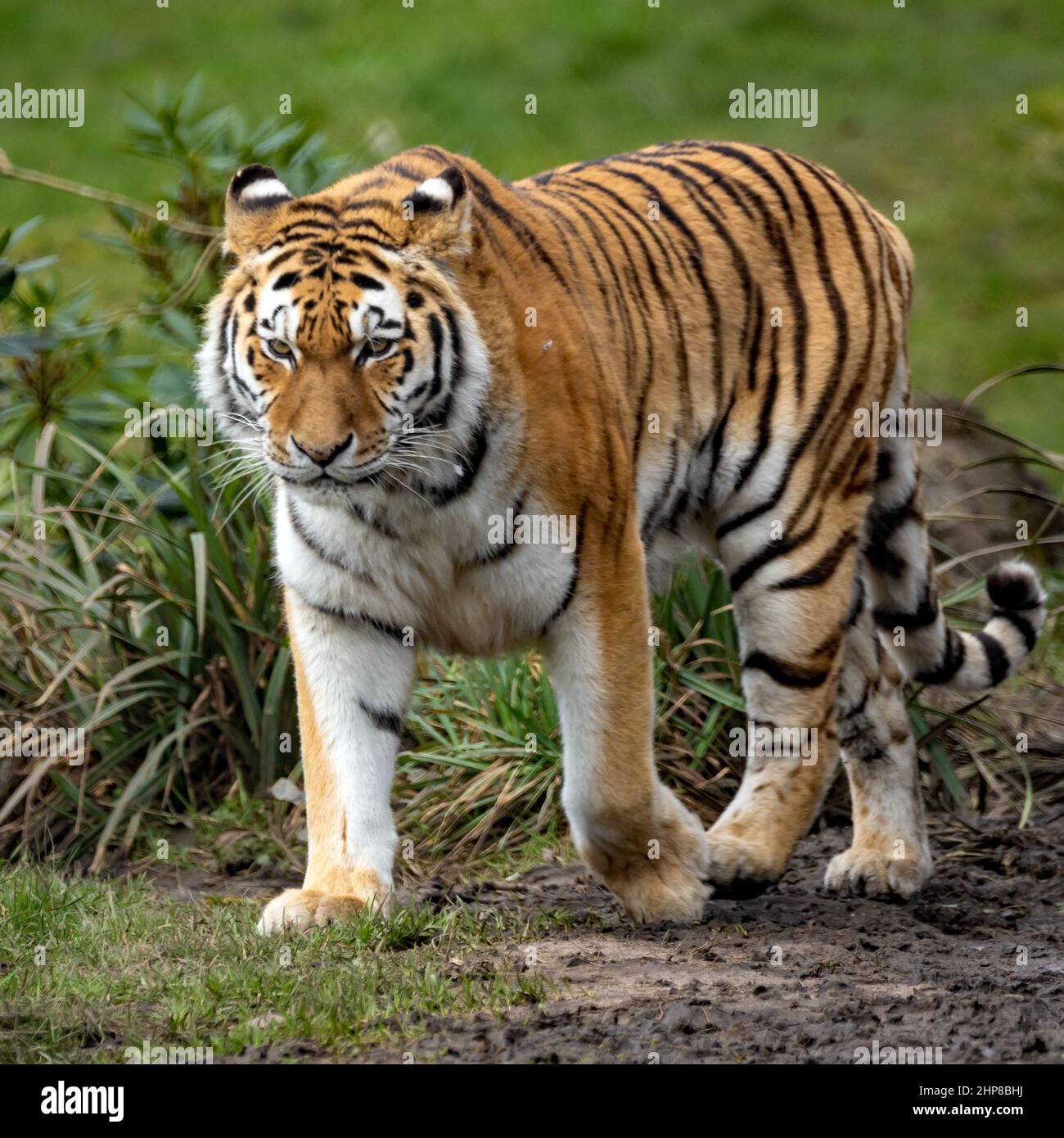 Amur tiger in the wilderness Stock Photo - Alamy