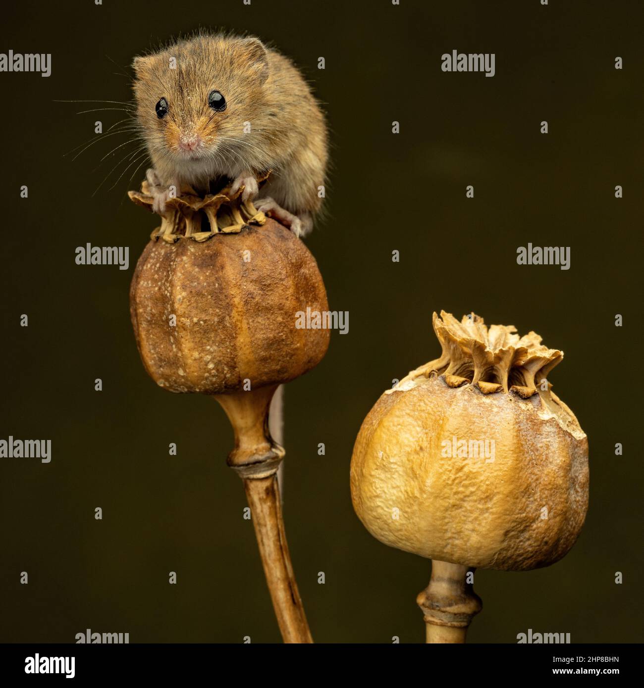 Closeup of a harvest mouse on dried plants Stock Photo - Alamy