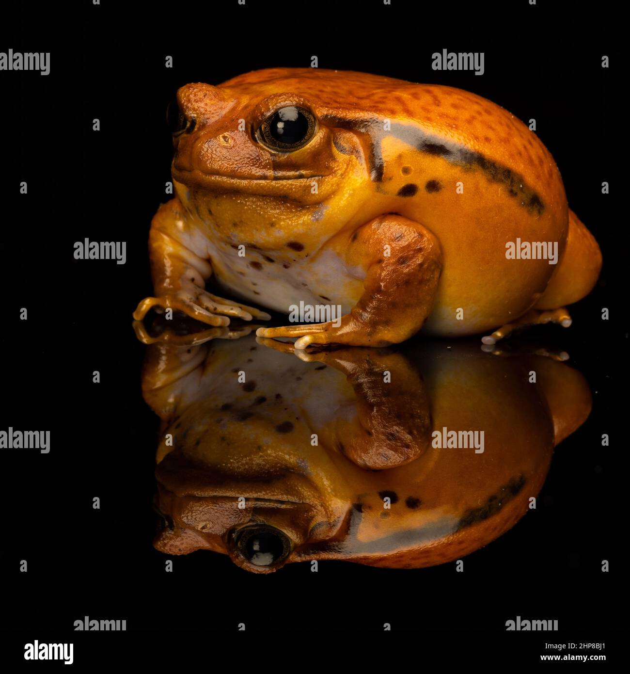 Closeup of a tomato frog on a black background Stock Photo - Alamy