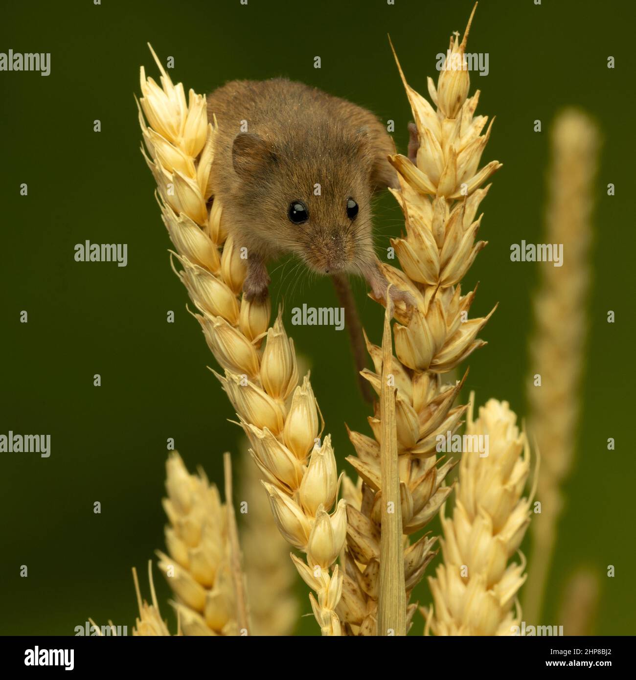 Closeup of a harvest mouse on dried plants Stock Photo - Alamy