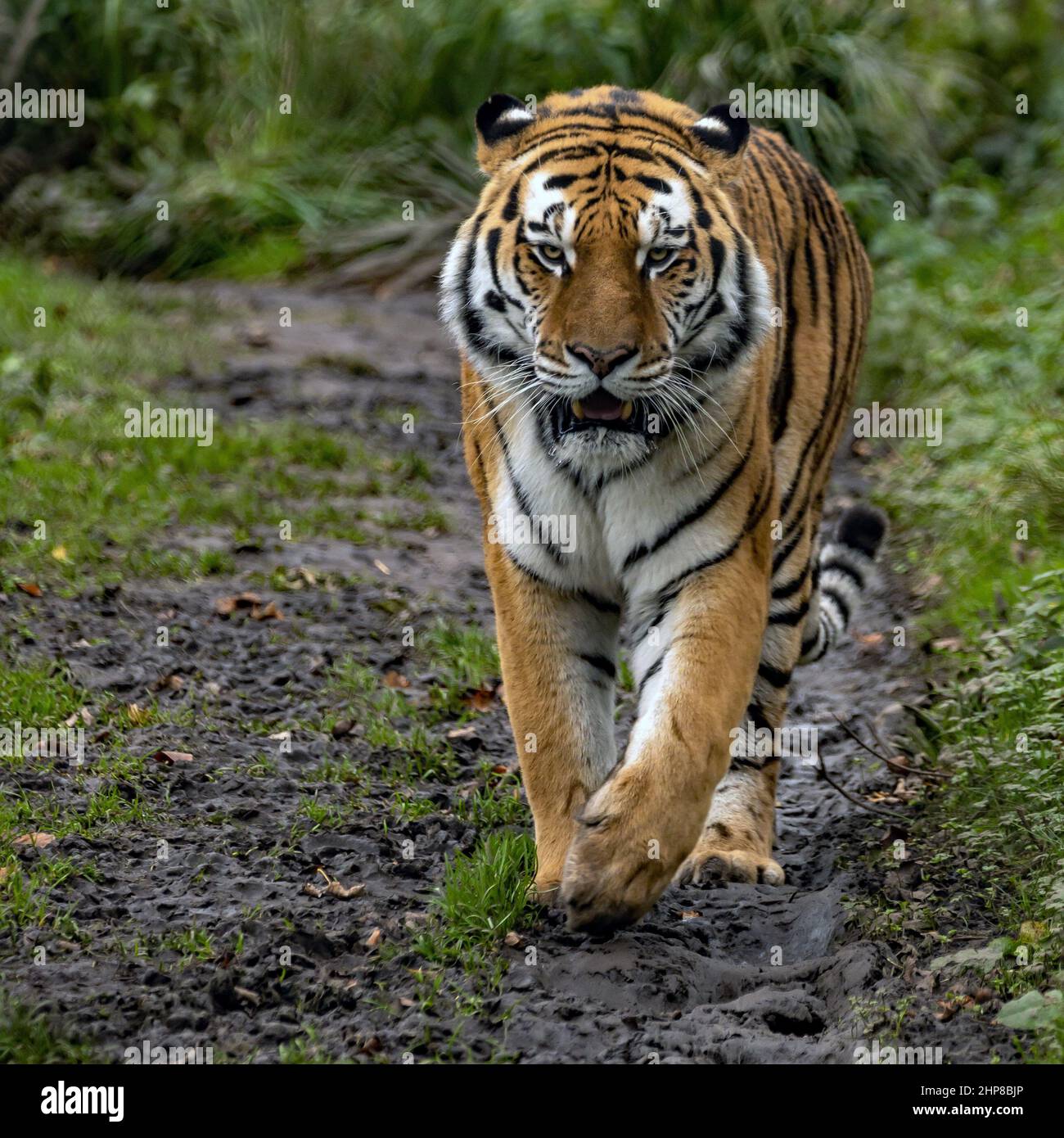 Selective focus shot of an amur tiger in the zoo Stock Photo - Alamy