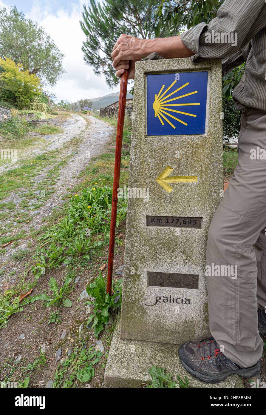The yellow shell of scallops that signs the way to Santiago de ...