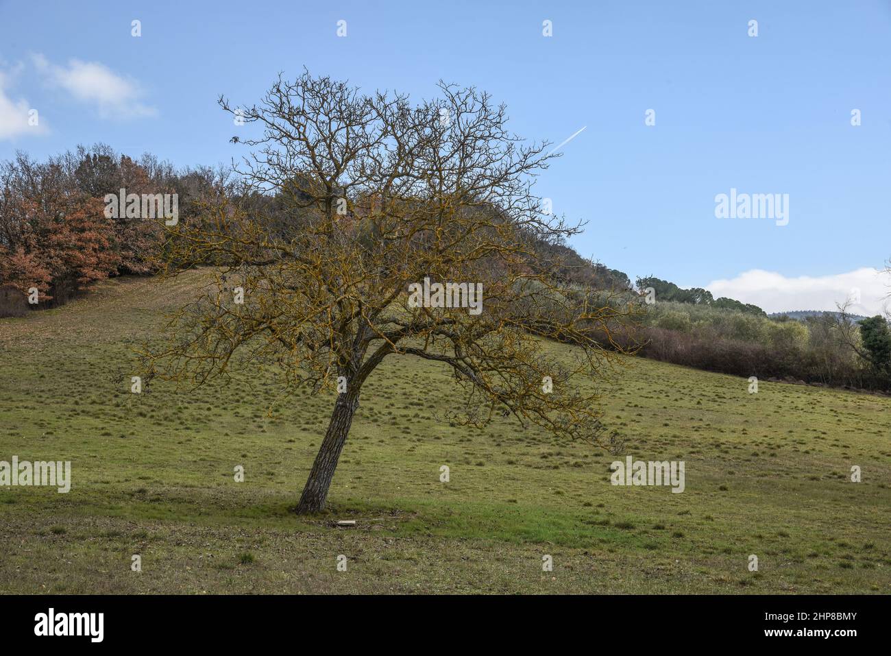 Grass albero hi-res stock photography and images - Alamy