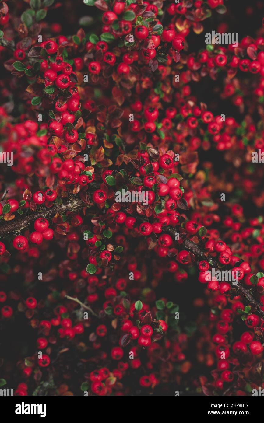 Selective closeup of a bush with red berries Stock Photo - Alamy