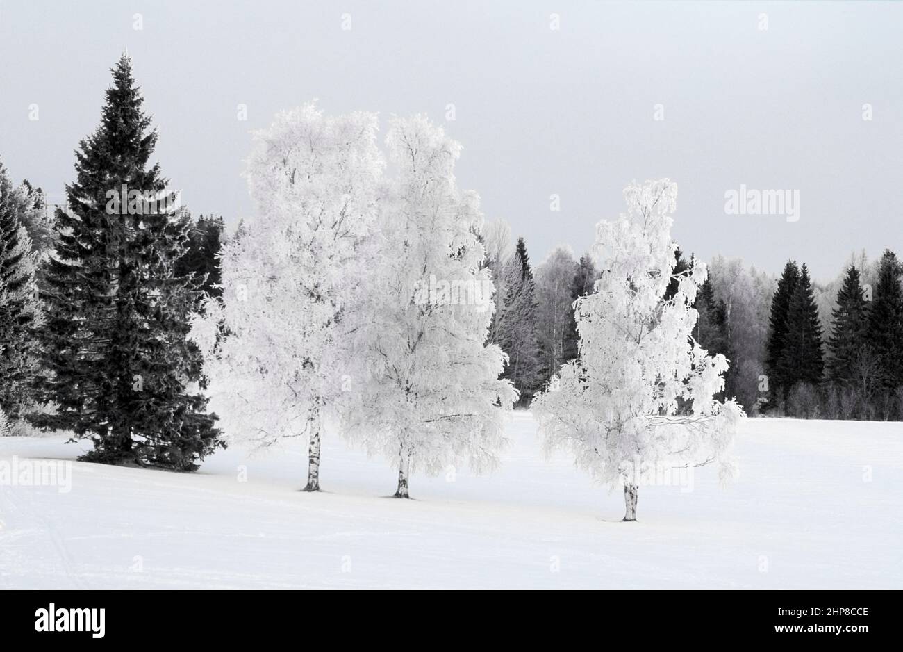 Frosty trees in a park in 2004, analog. Birches covered with snow and ...