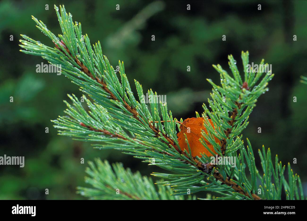 A birch leaf in a fir-trees stick in 2003, analog. Colorful combination ...
