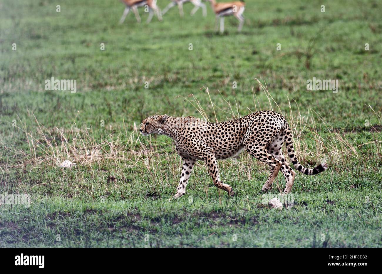 Cheetah walking; fastest land animal, black spots, Lesser Cat, canine ...