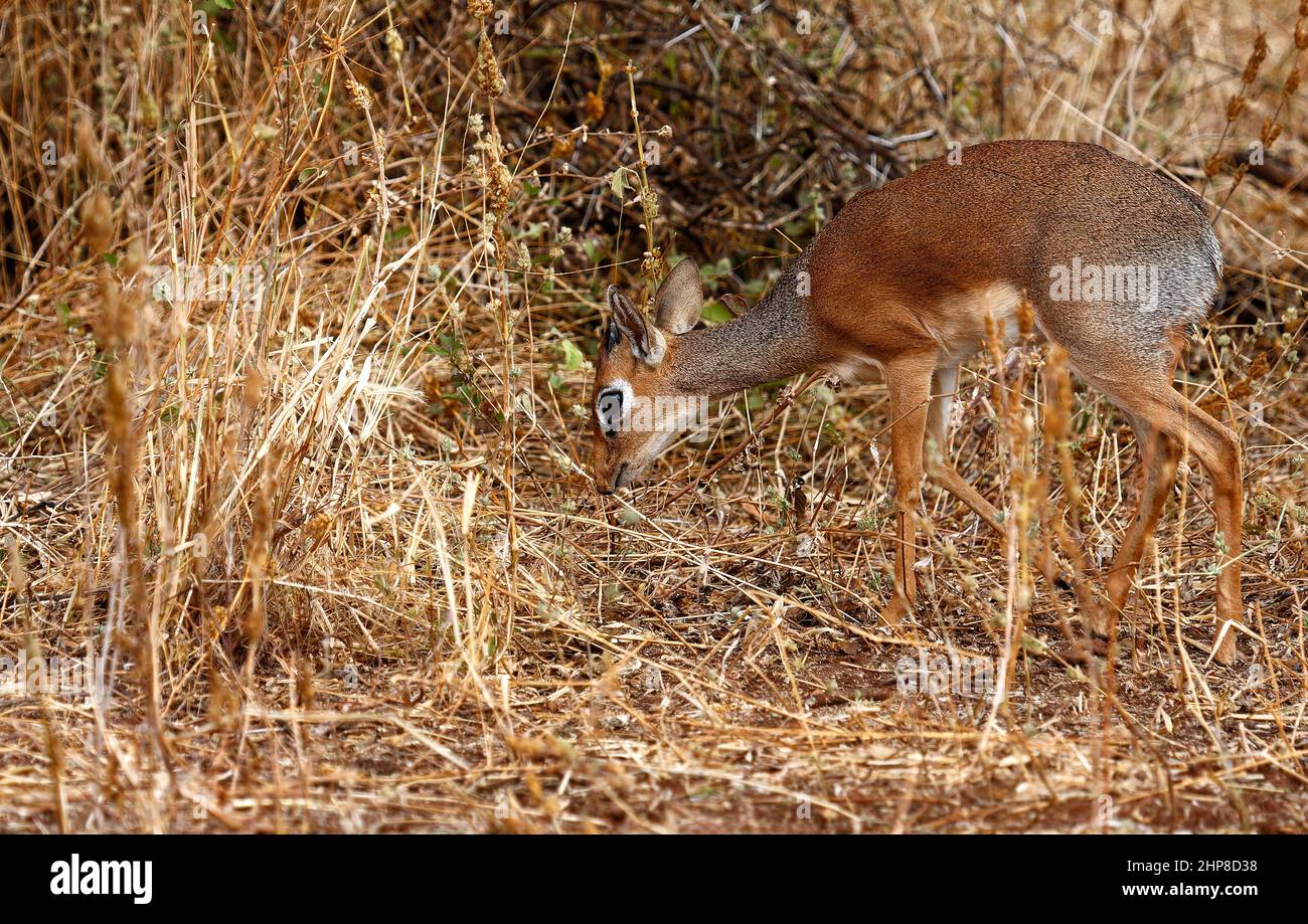 Dik-dik, small antelope, 12-16”, Madoqua, standing, grassy shrub ...