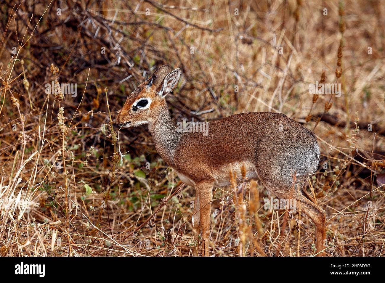 Dik-dik, small antelope, 12-16”, Madoqua, standing, side view, insect ...
