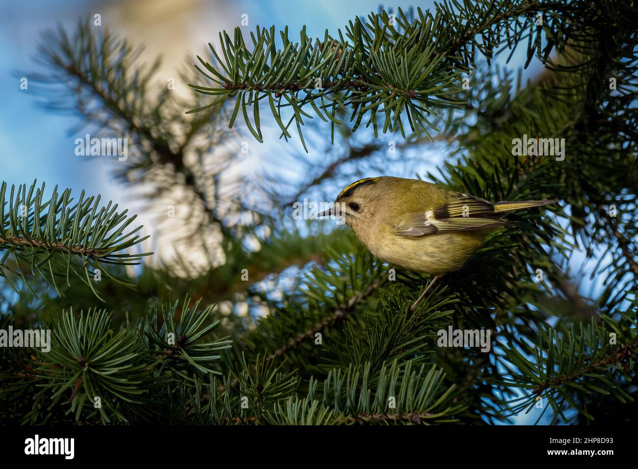 Goldcrest nest hi-res stock photography and images - Alamy