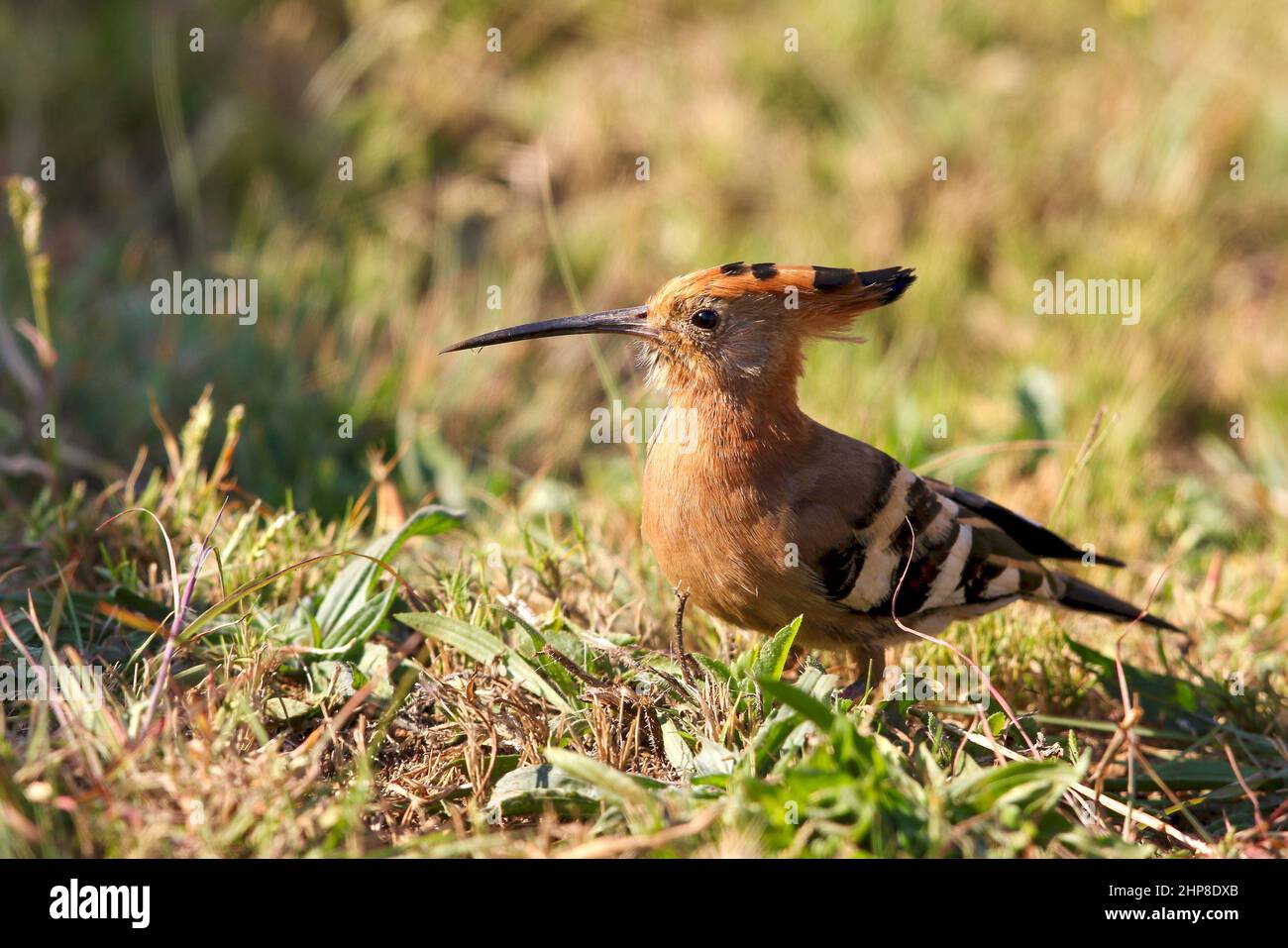 African Hoopoe, South Africa Stock Photo - Alamy