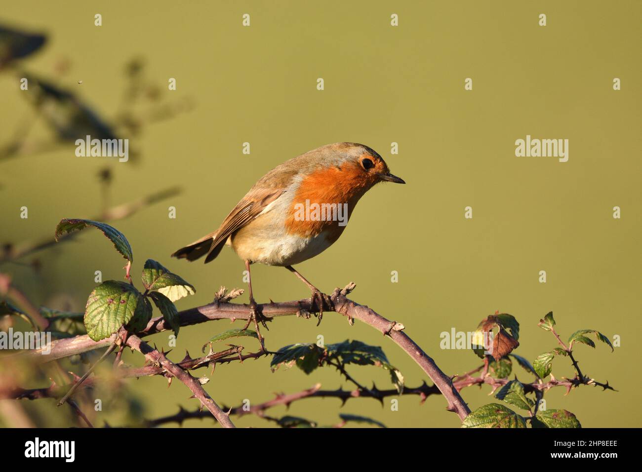 European Robin hunting from a perch on a bramble bush. Hertfordshire ...